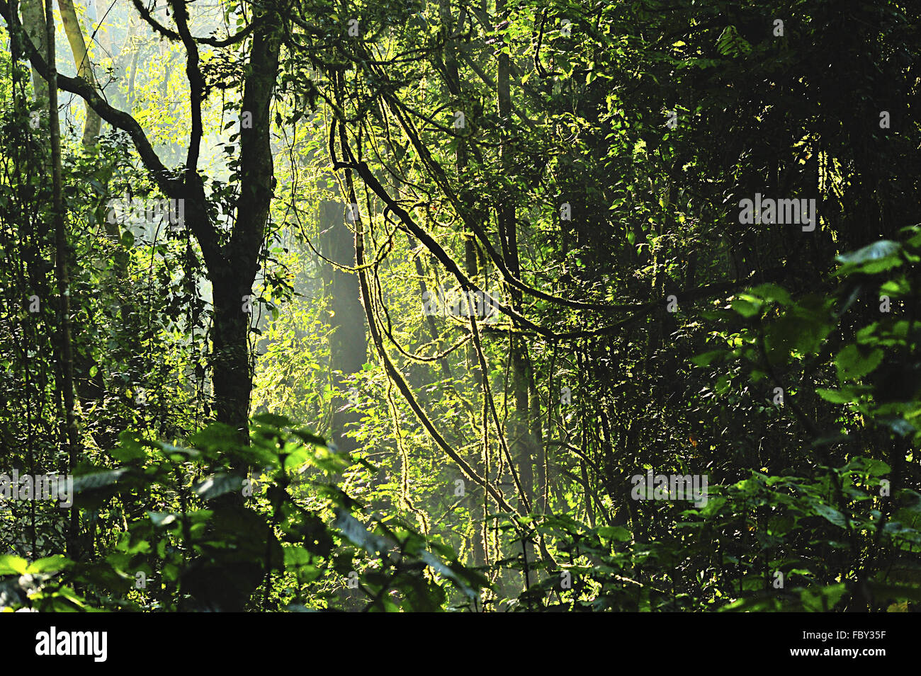 Rainforest sunlight hi-res stock photography and images - Alamy