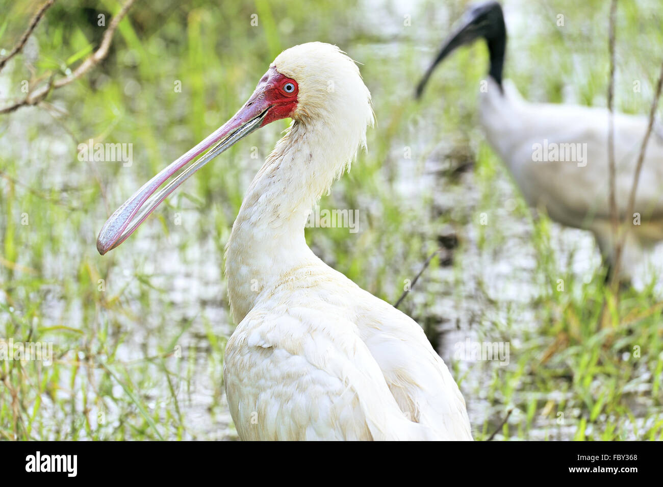 Spoonbill bird hi-res stock photography and images - Alamy