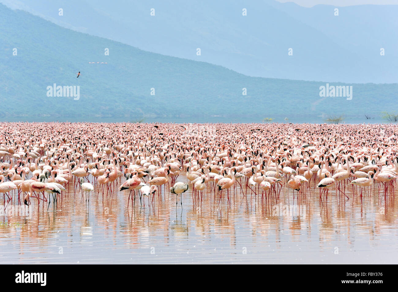 Flamingos on Lake Bogoria Stock Photo - Alamy