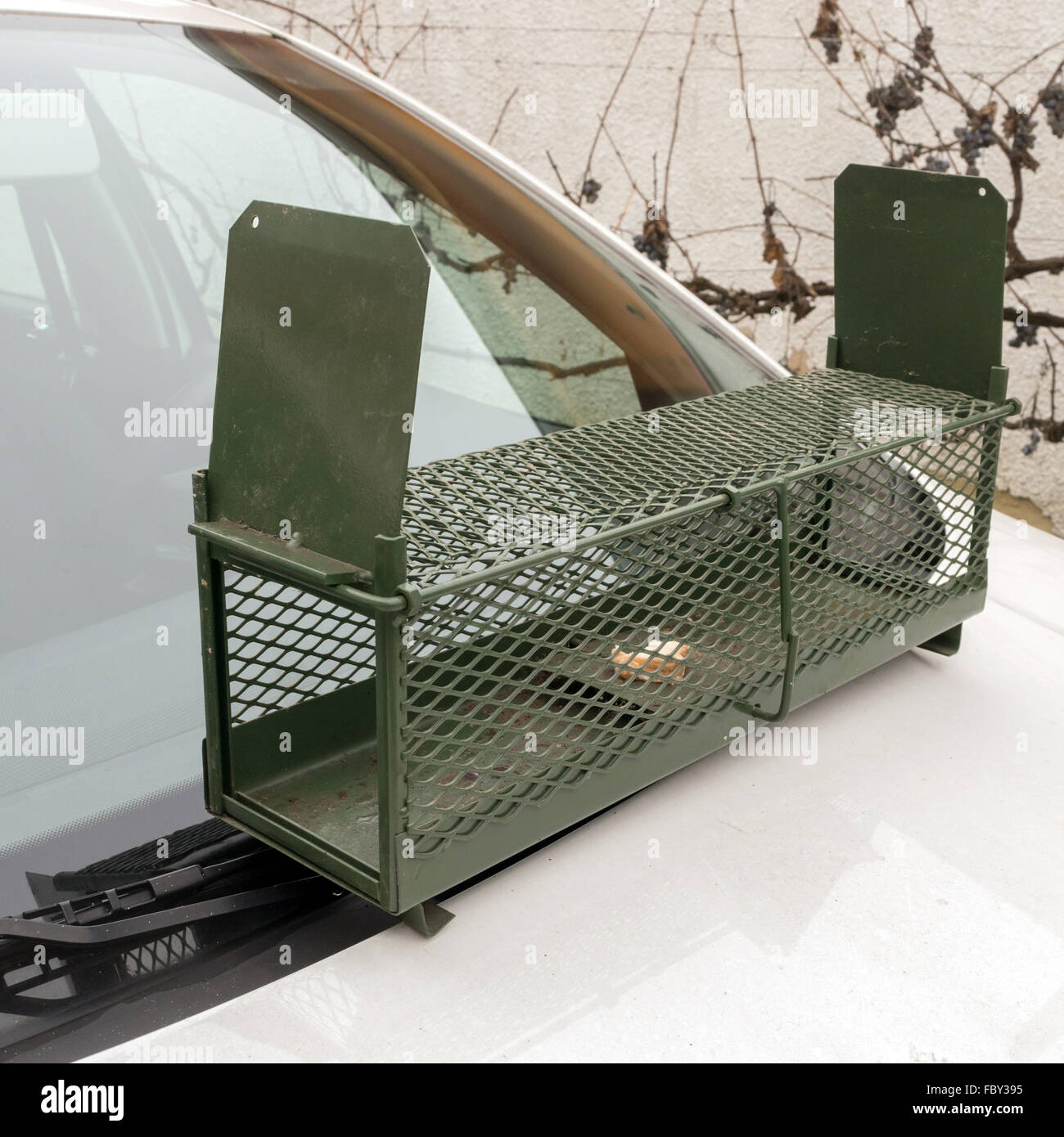 Human-wildlife conflict. Marten trap with bacon bait on car hood (it is ...