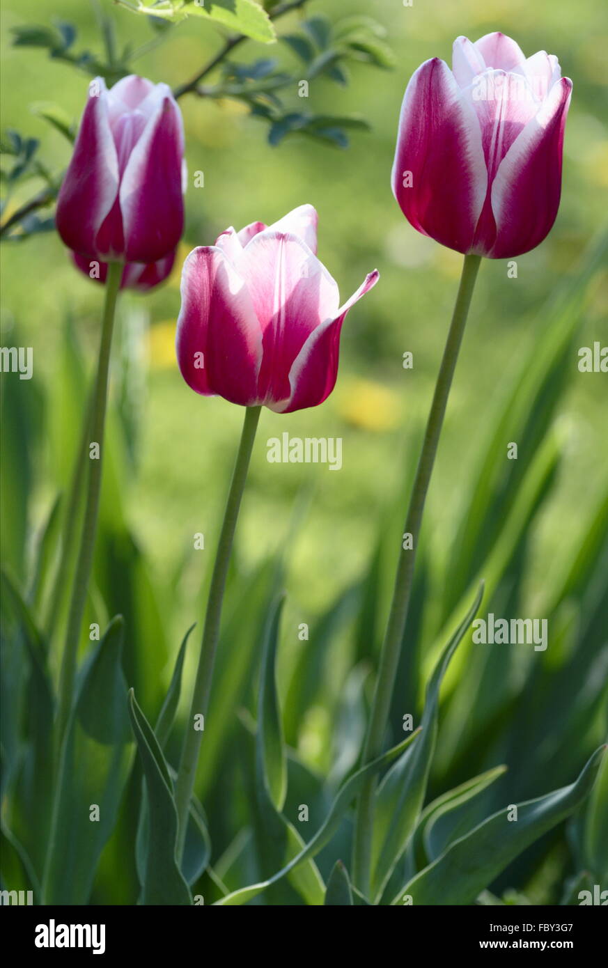 Three exterior views hi-res stock photography and images - Alamy