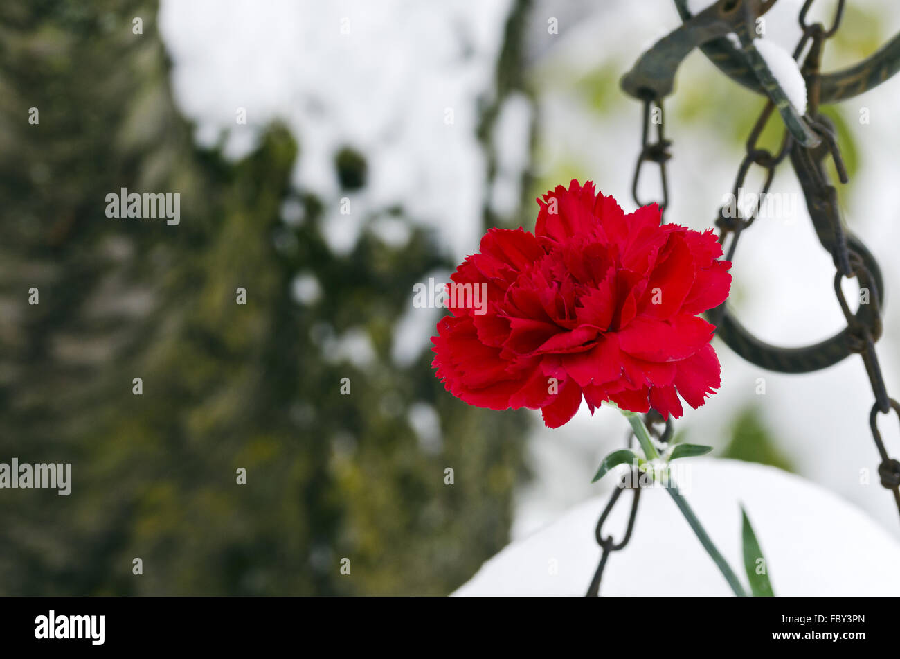 Blossom of a red carnation in winter Stock Photo - Alamy