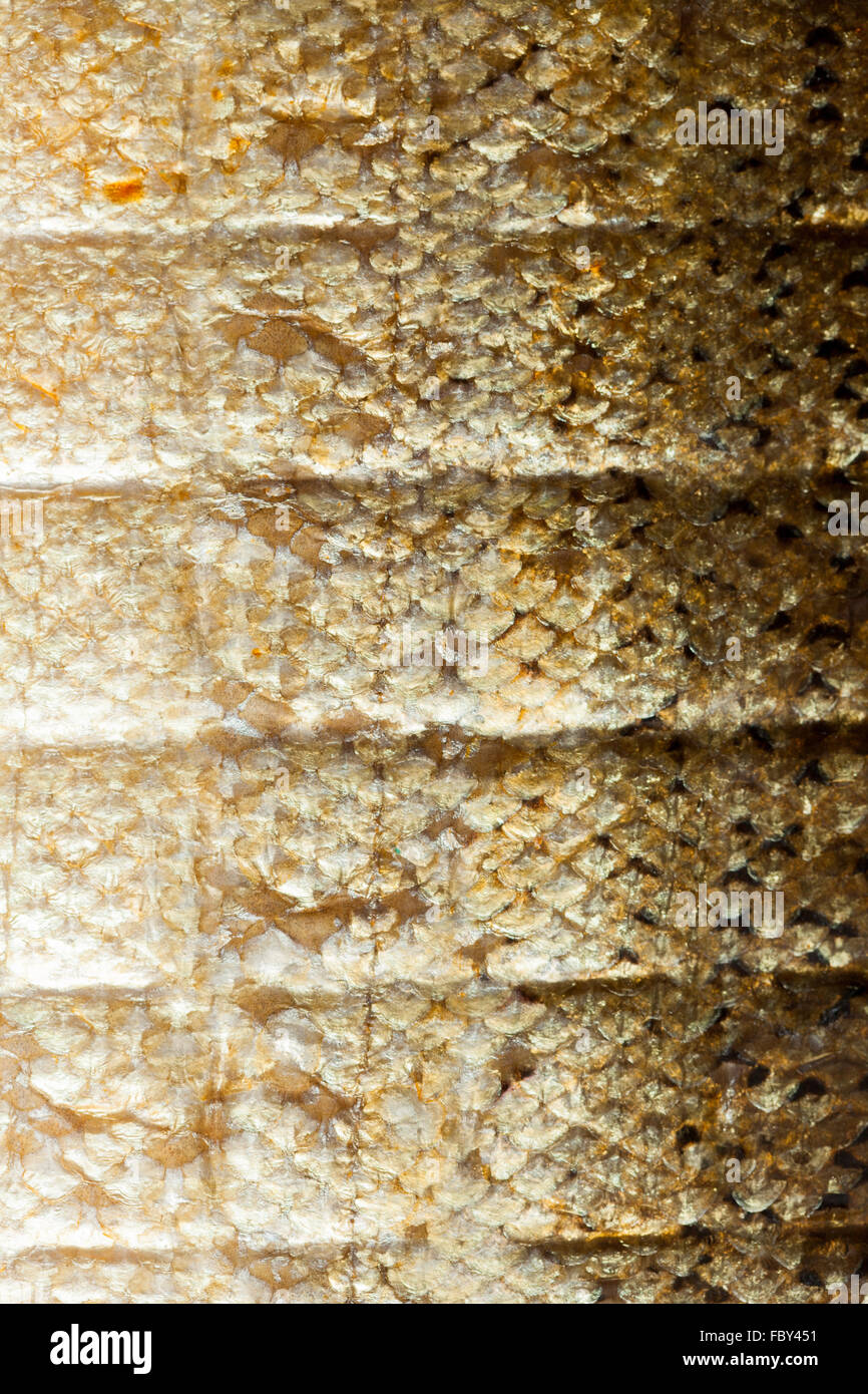 Grey gray scales hi-res stock photography and images - Alamy