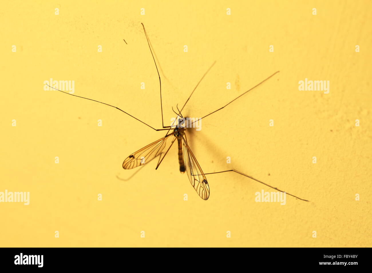 Malaria parasite hi-res stock photography and images - Alamy