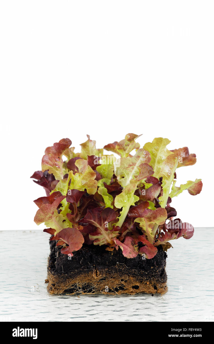 Lettuce roots hi-res stock photography and images - Alamy