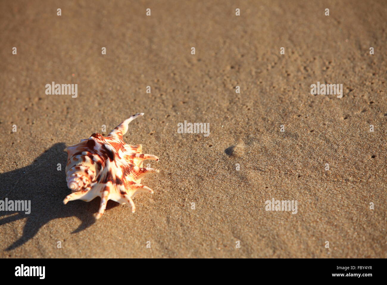 sea shell with sand as background Stock Photo - Alamy
