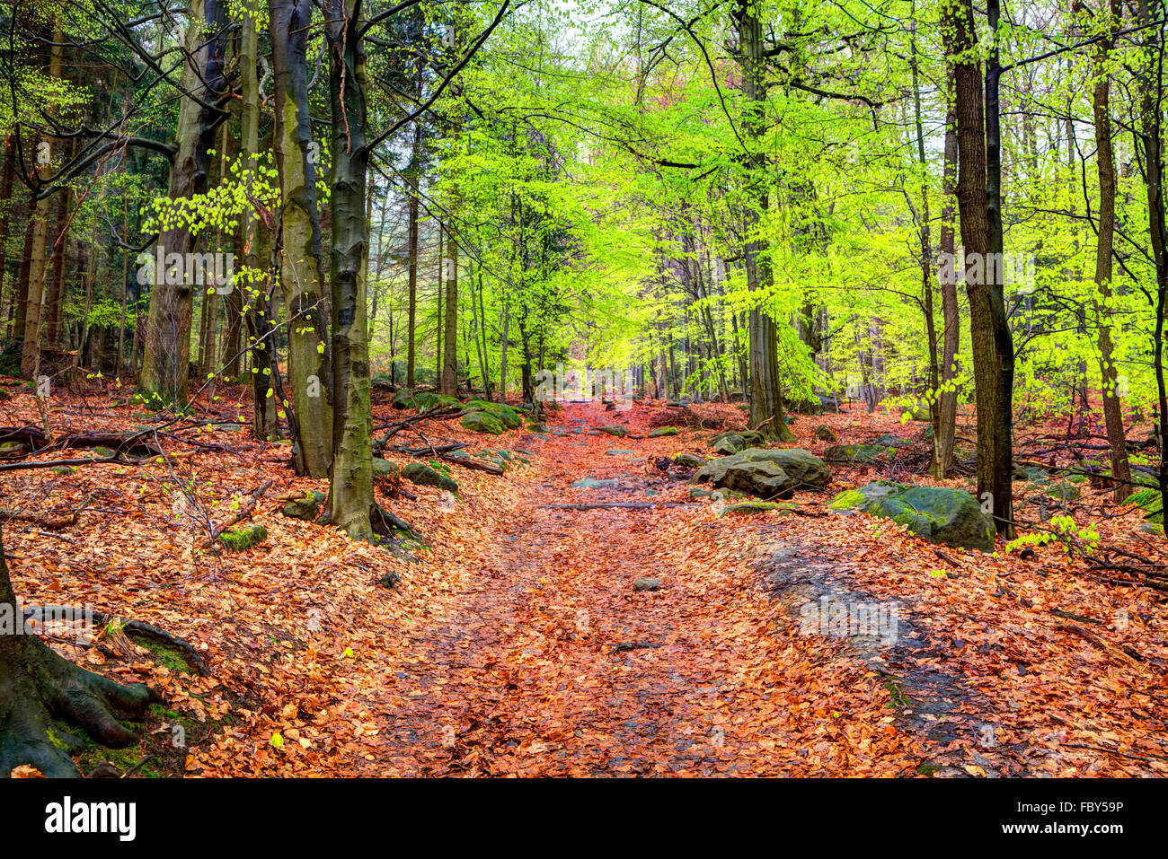 Beech forest in spring Stock Photo - Alamy