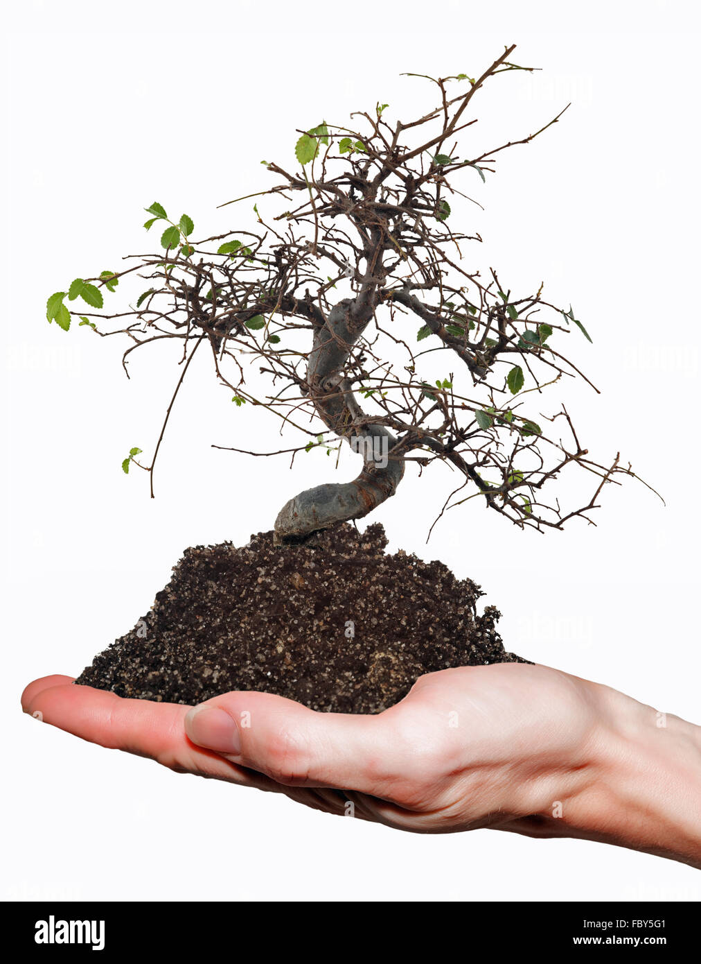 Bare bonsai on hand Stock Photo - Alamy