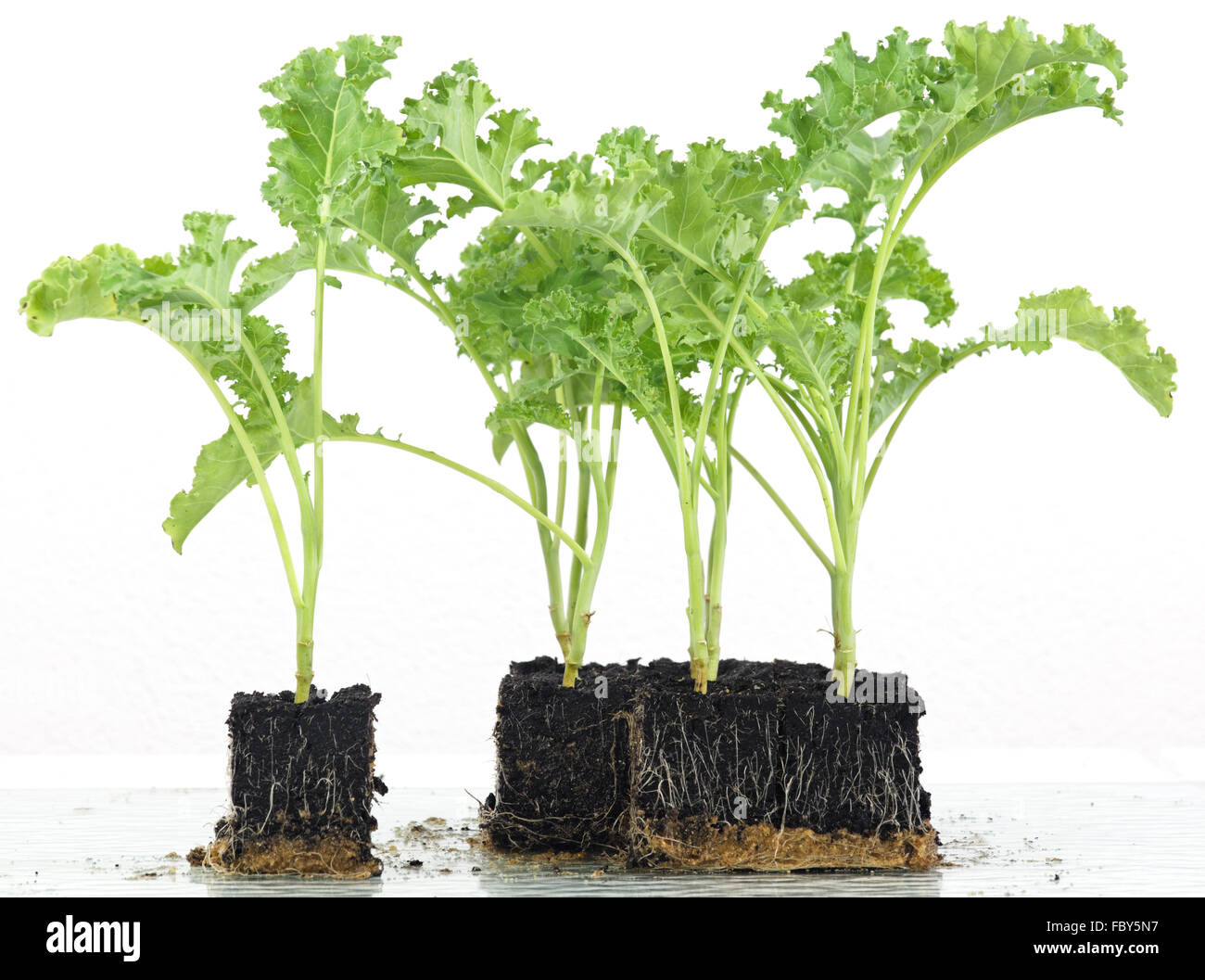 White cabbage seedling hi-res stock photography and images - Alamy