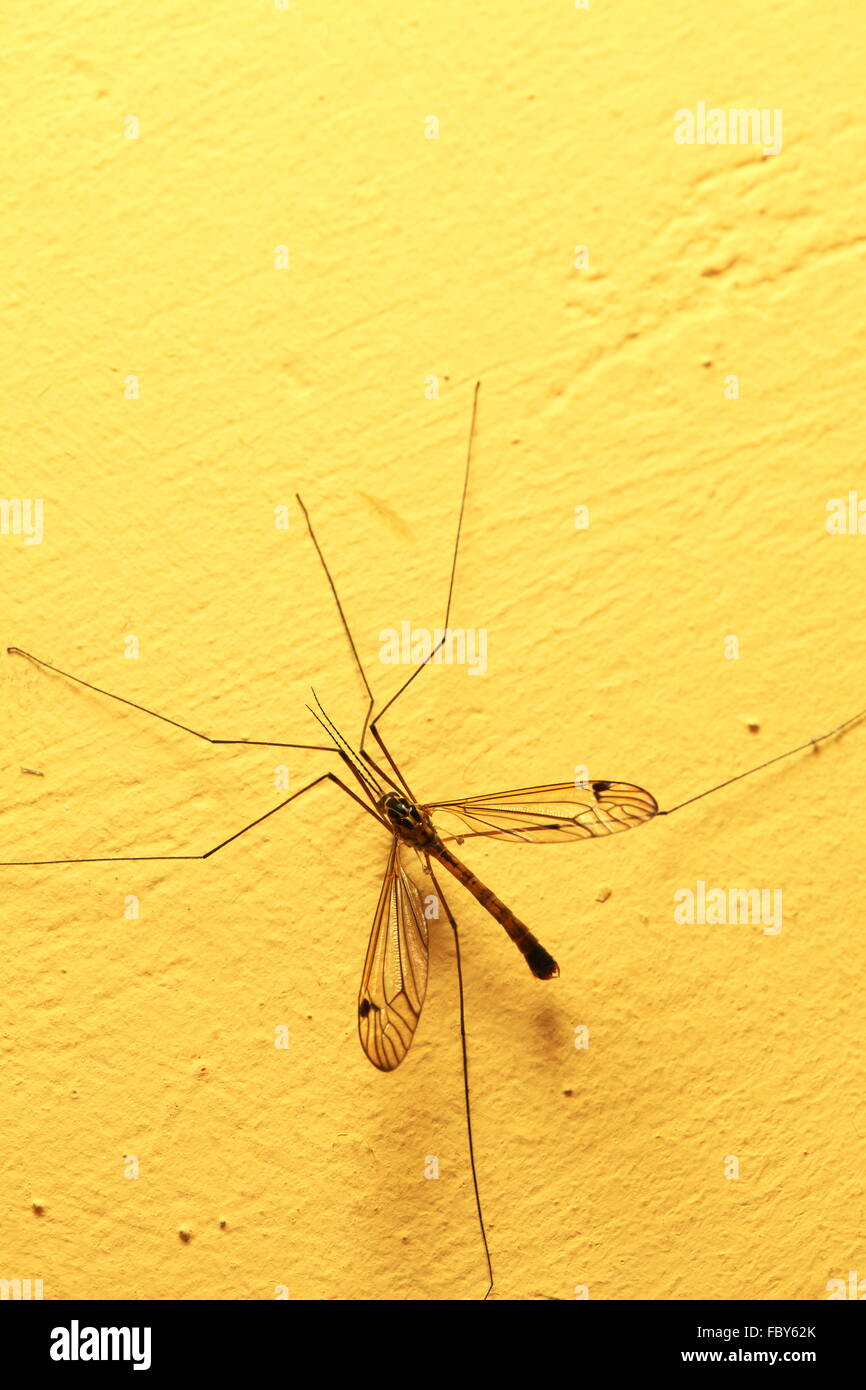 Mosquito bite animal hi-res stock photography and images - Alamy