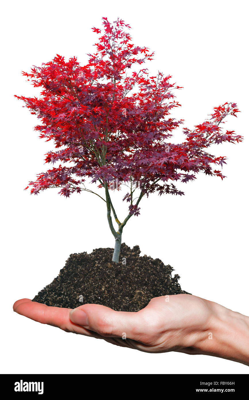 Small tree in hand Cut Out Stock Images & Pictures - Alamy