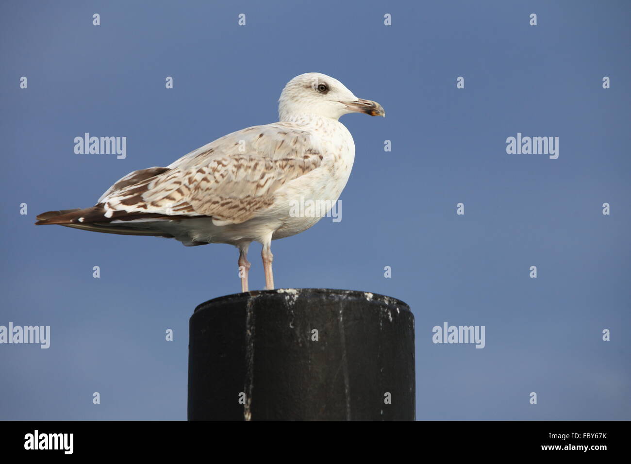 Bird gray sky seaside hi-res stock photography and images - Alamy