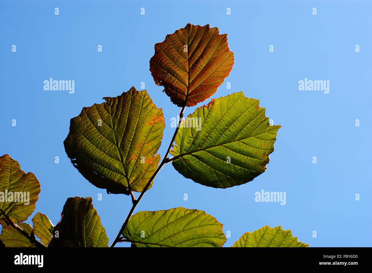 leaf of hazel Stock Photo - Alamy