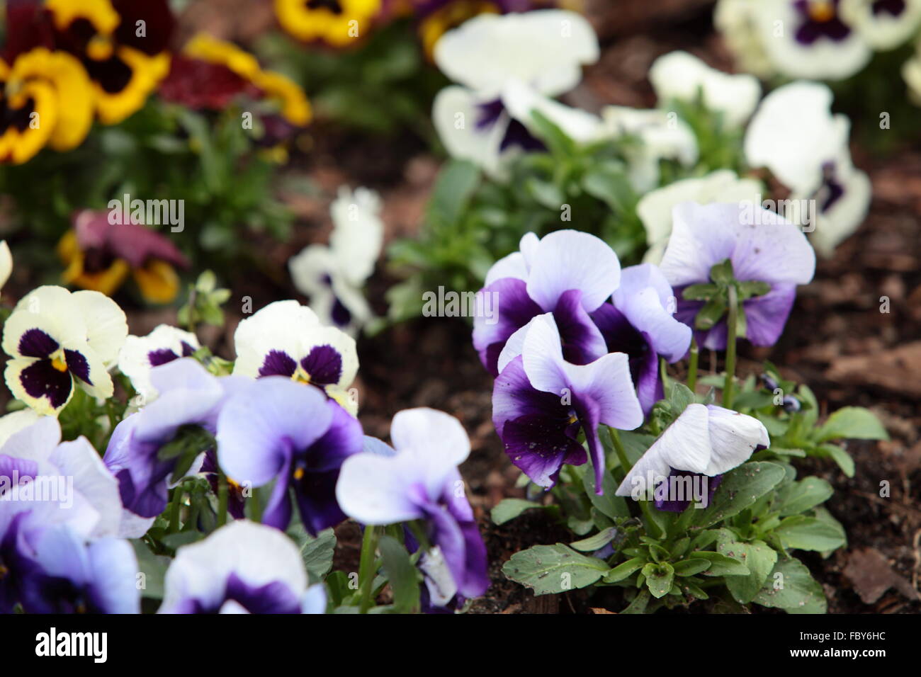 Violet pansies in the garden as background Stock Photo - Alamy