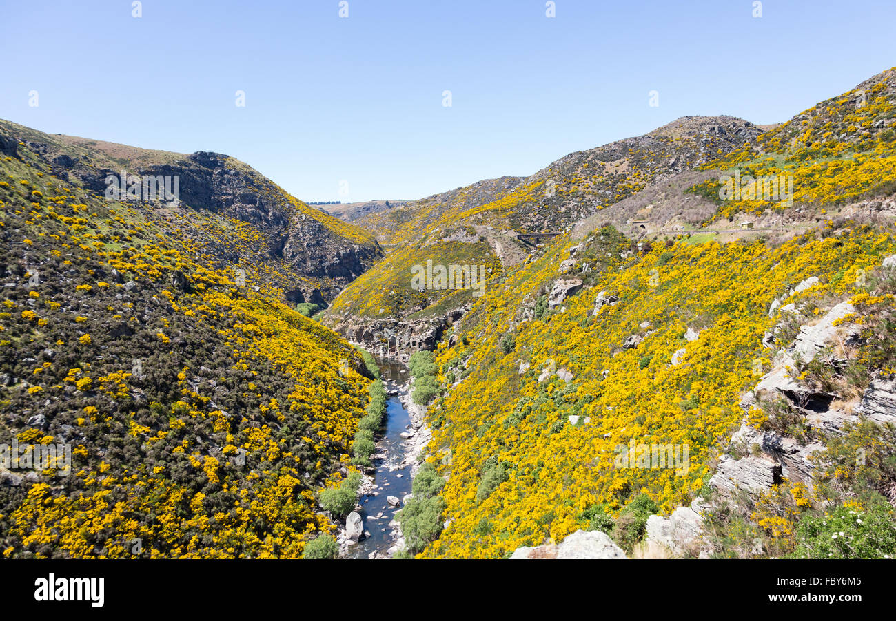 Taieri Gorge railway on side of ravine with bridge Stock Photo - Alamy