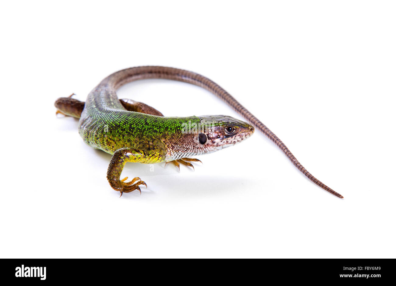 The green lizard above view isolated on white Stock Photo - Alamy
