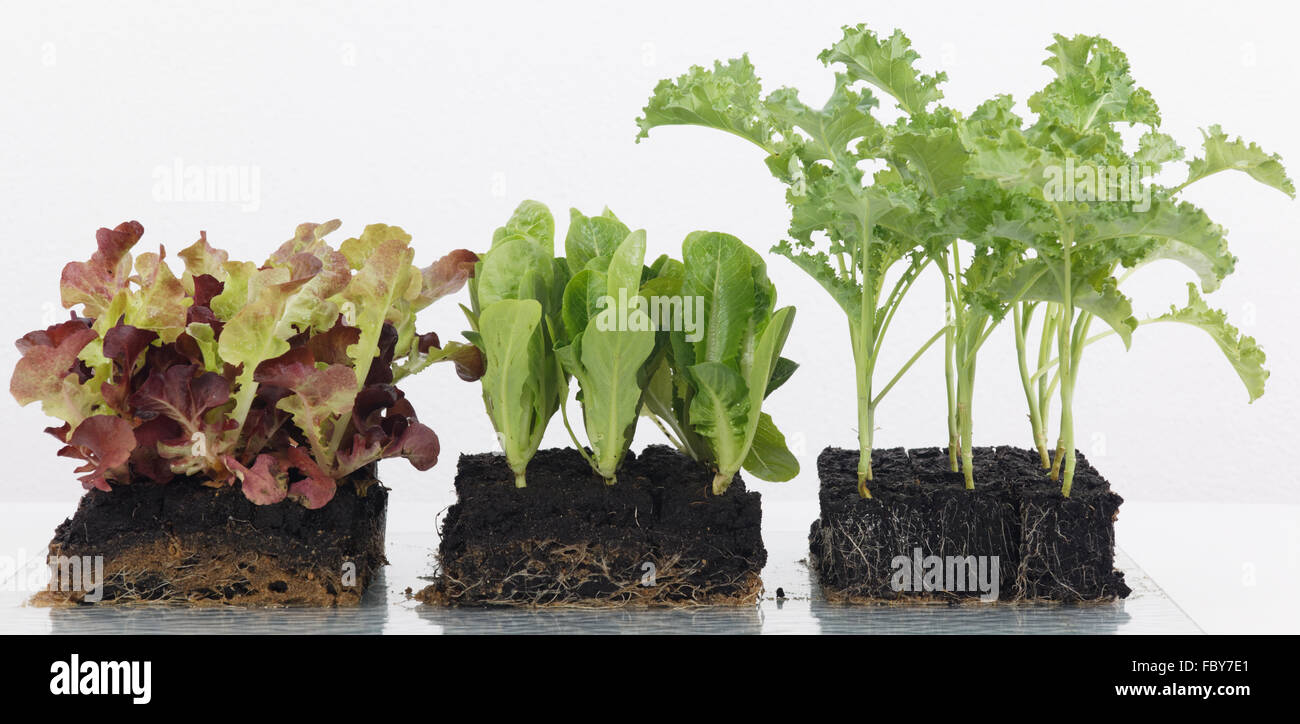 Three different types plants hi-res stock photography and images - Alamy