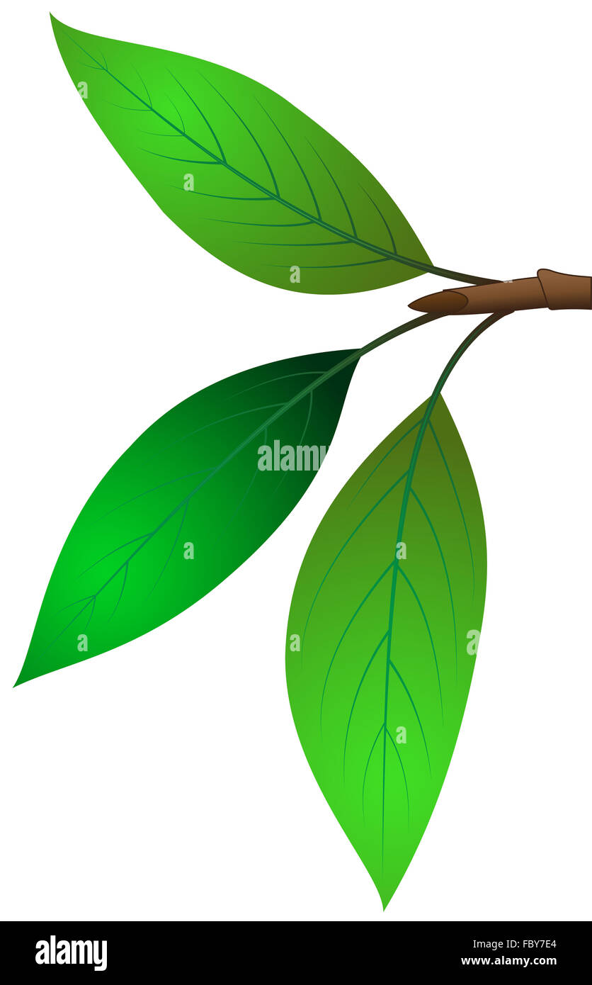 Three leaves design hi-res stock photography and images - Alamy