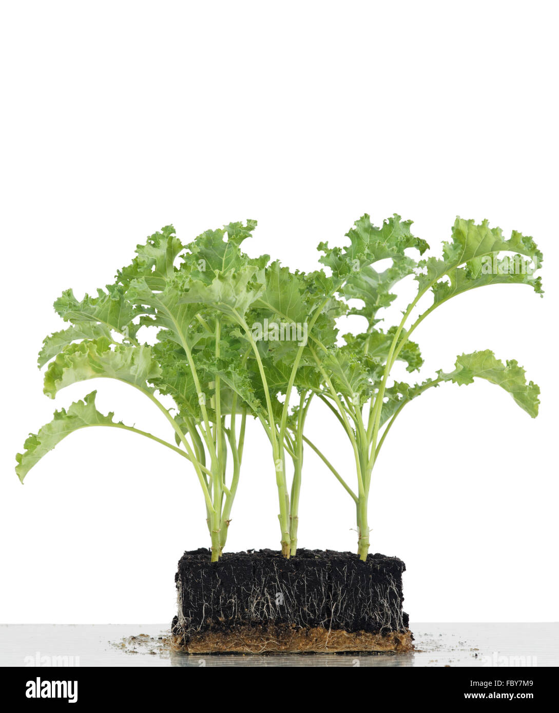 Coal cutting hi-res stock photography and images - Alamy