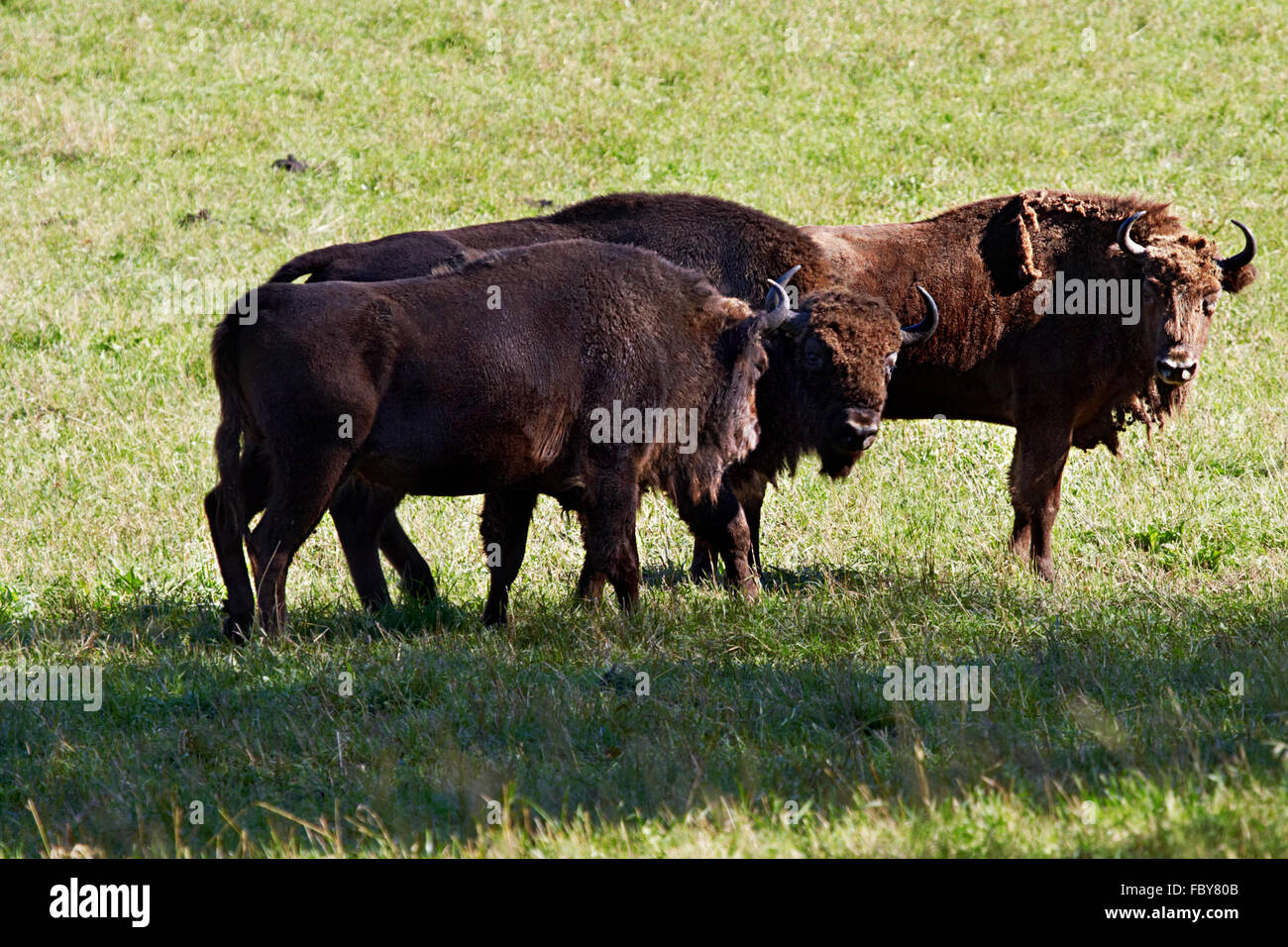 Male bison herd pasture hi-res stock photography and images - Alamy