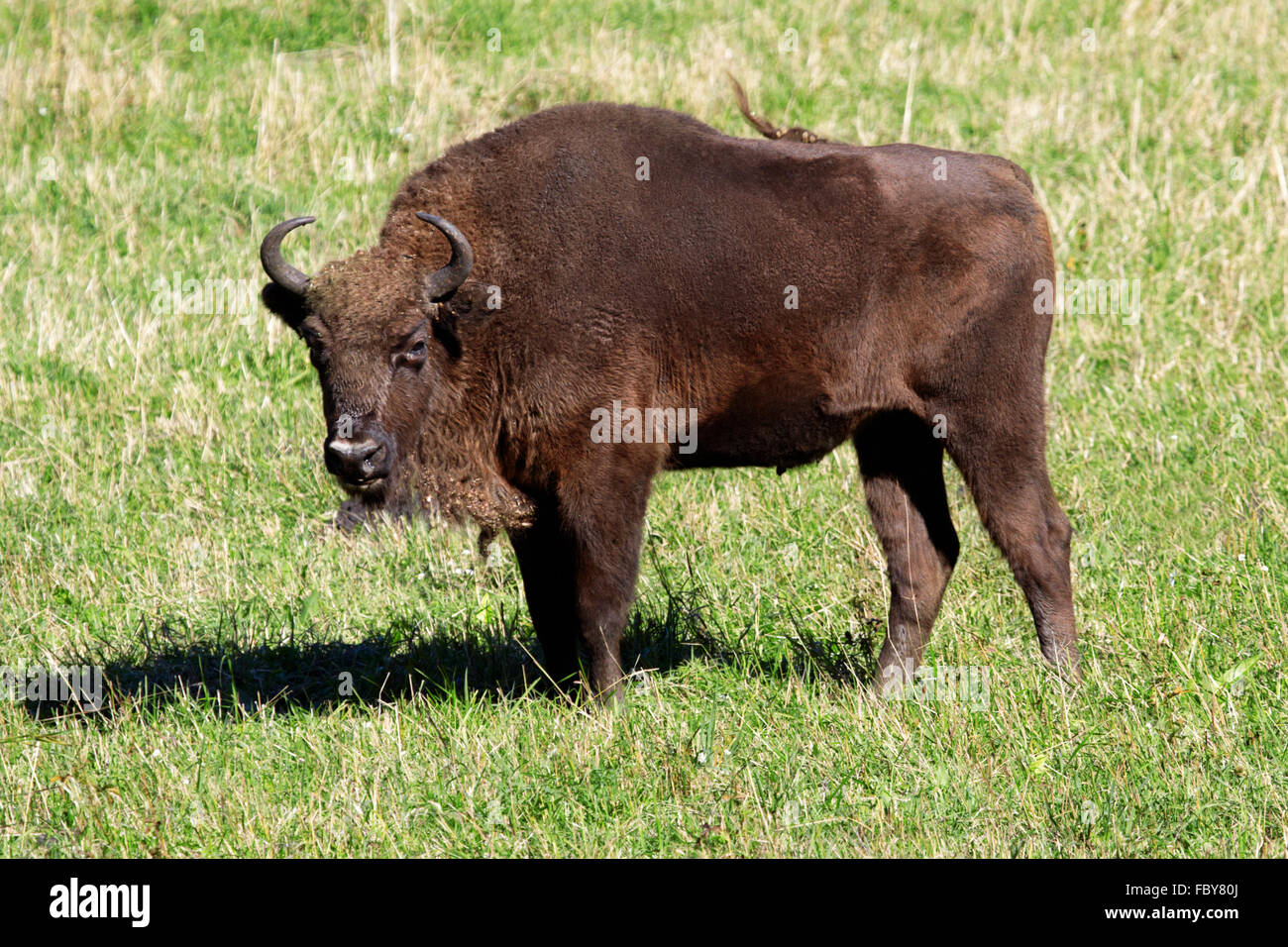 Male bison herd pasture hi-res stock photography and images - Alamy