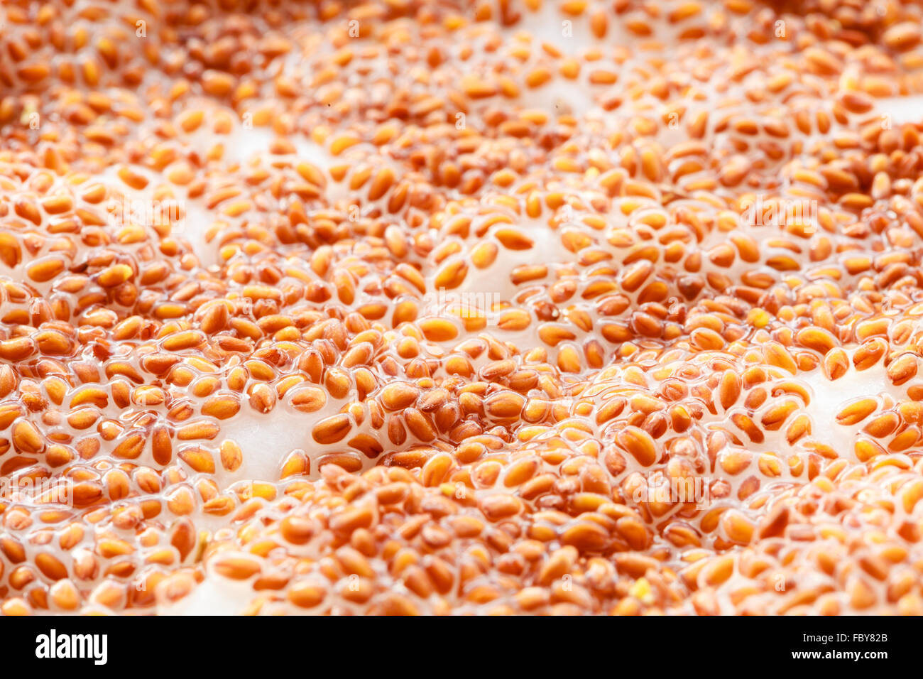 Cress seeds hi-res stock photography and images - Alamy