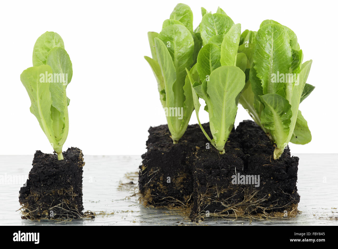 Vegetable seedlings in block culture Stock Photo - Alamy