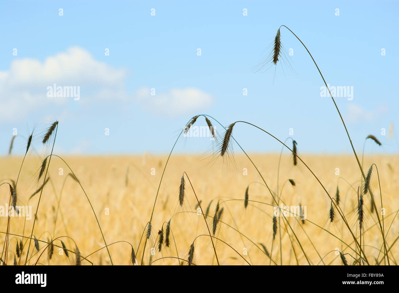 Wheat field - blue sky Stock Photo - Alamy