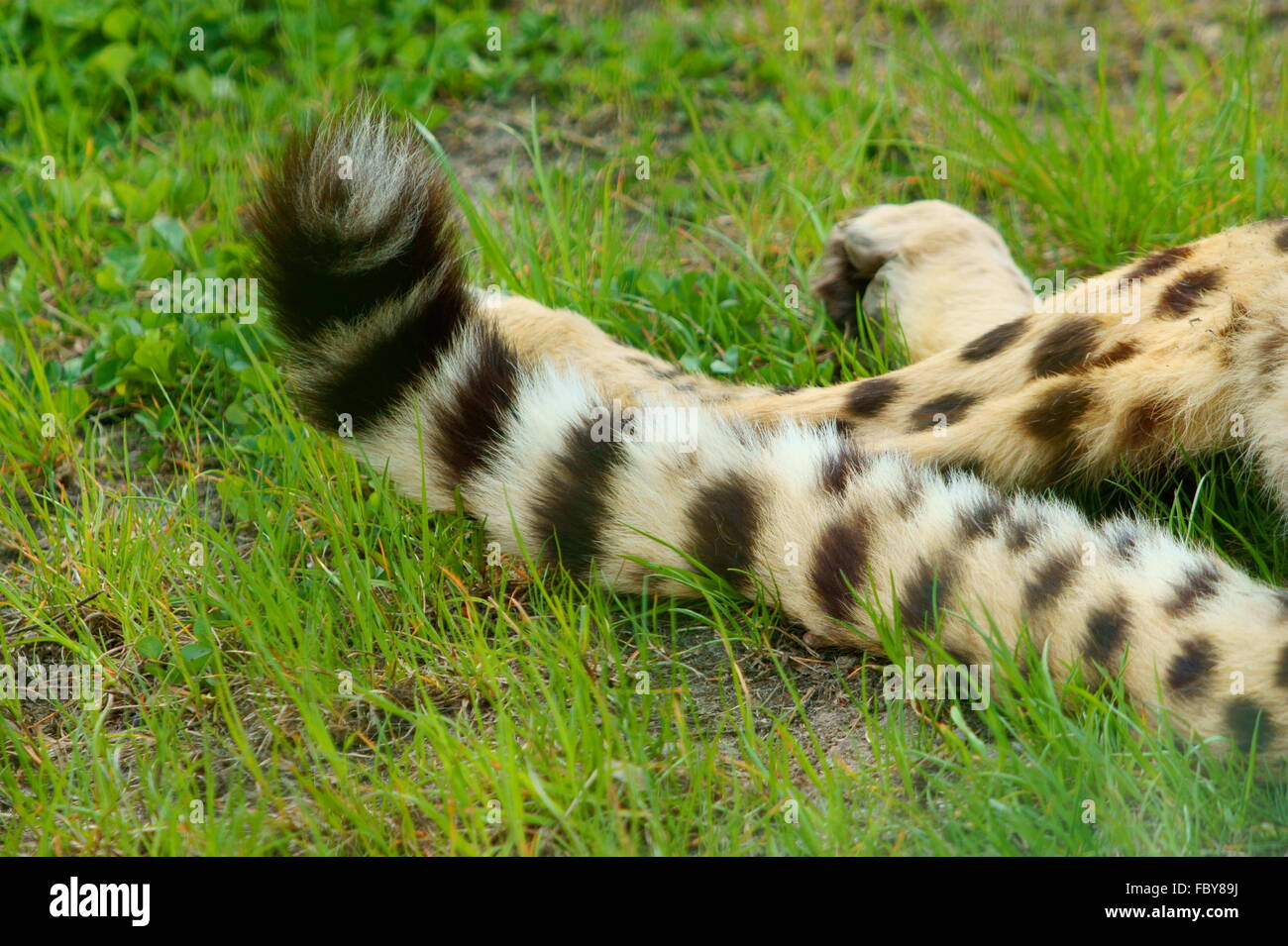 Cheetah stare hi-res stock photography and images - Alamy