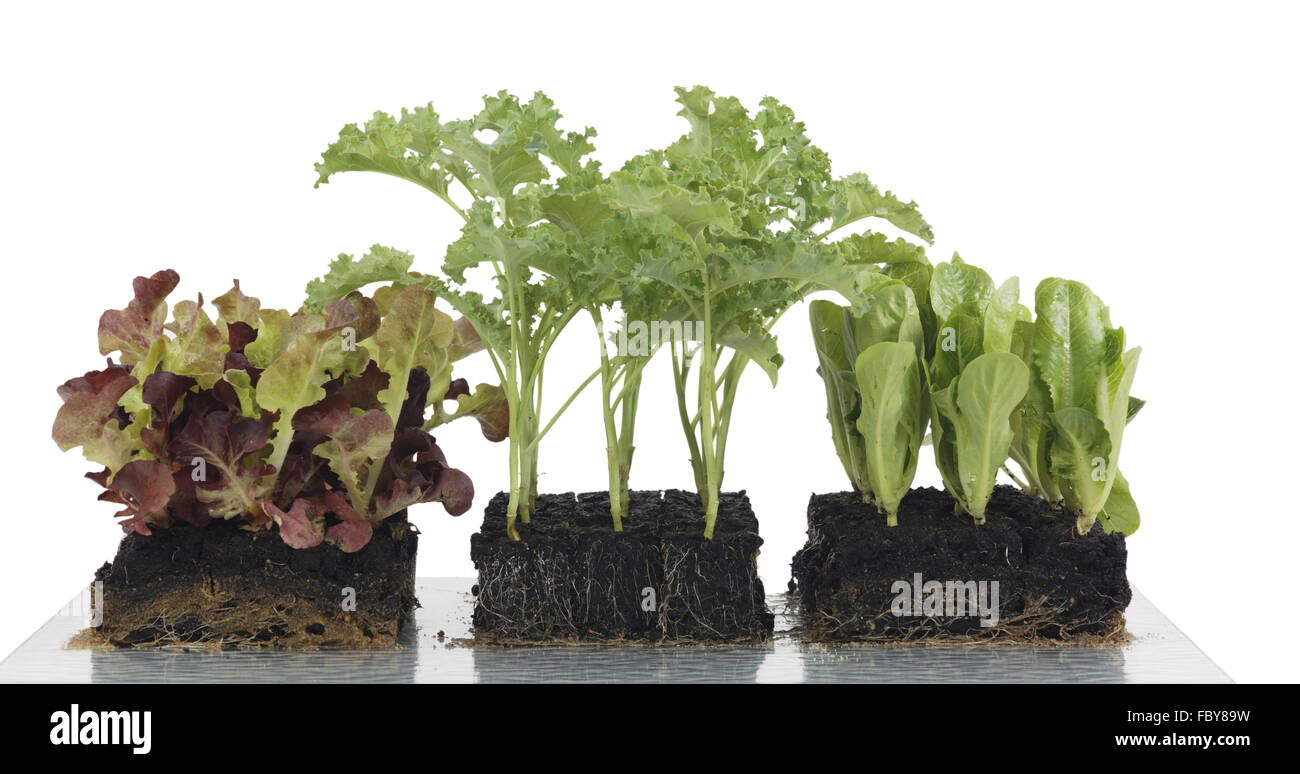 Root block hi-res stock photography and images - Alamy