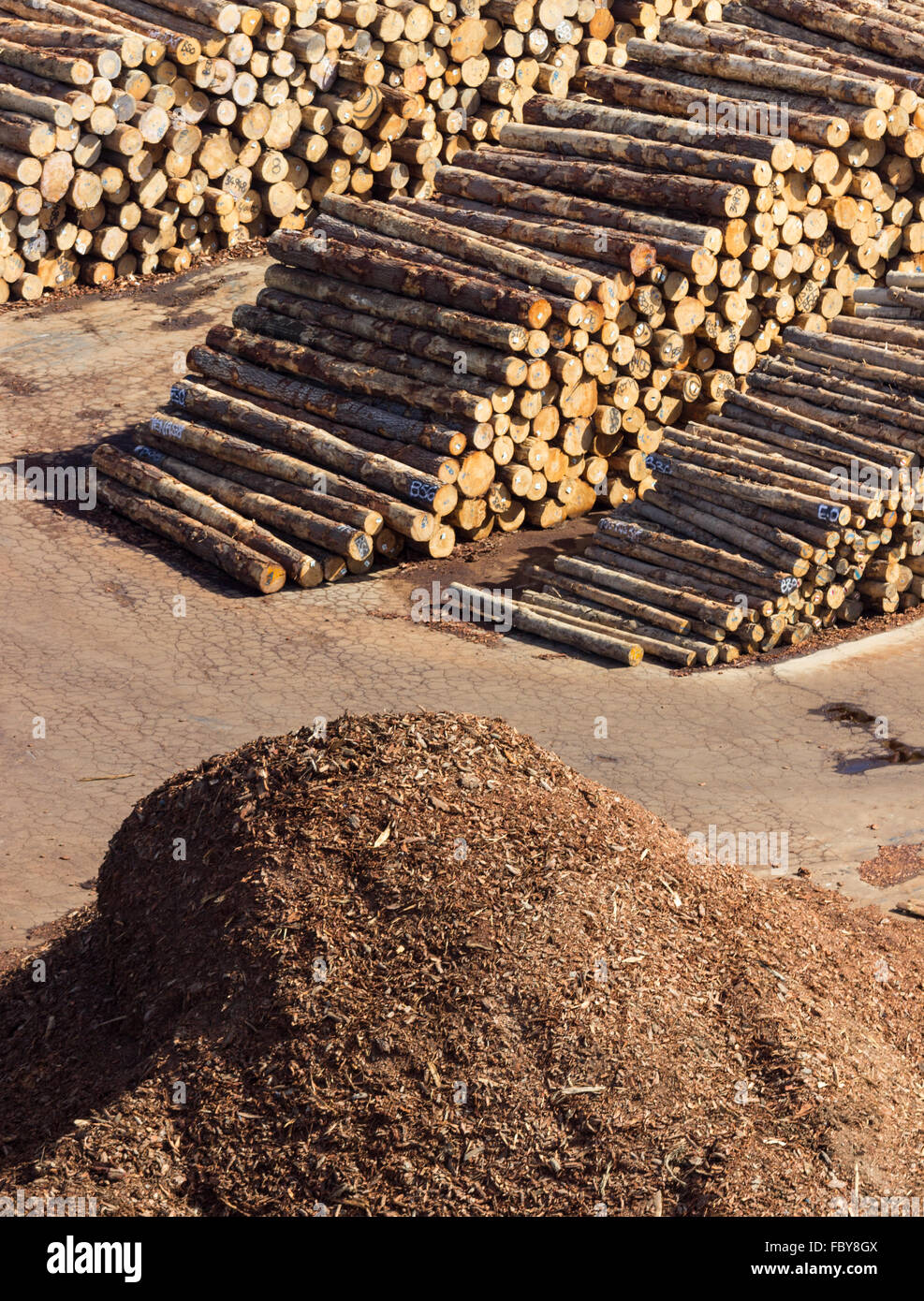 Stacks of tree trunks ready for export by sea Stock Photo - Alamy