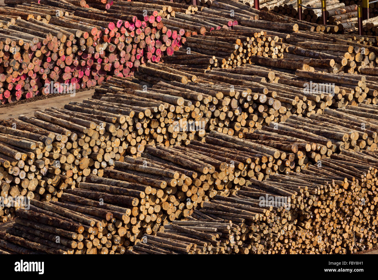 Stacks of tree trunks ready for export by sea Stock Photo - Alamy