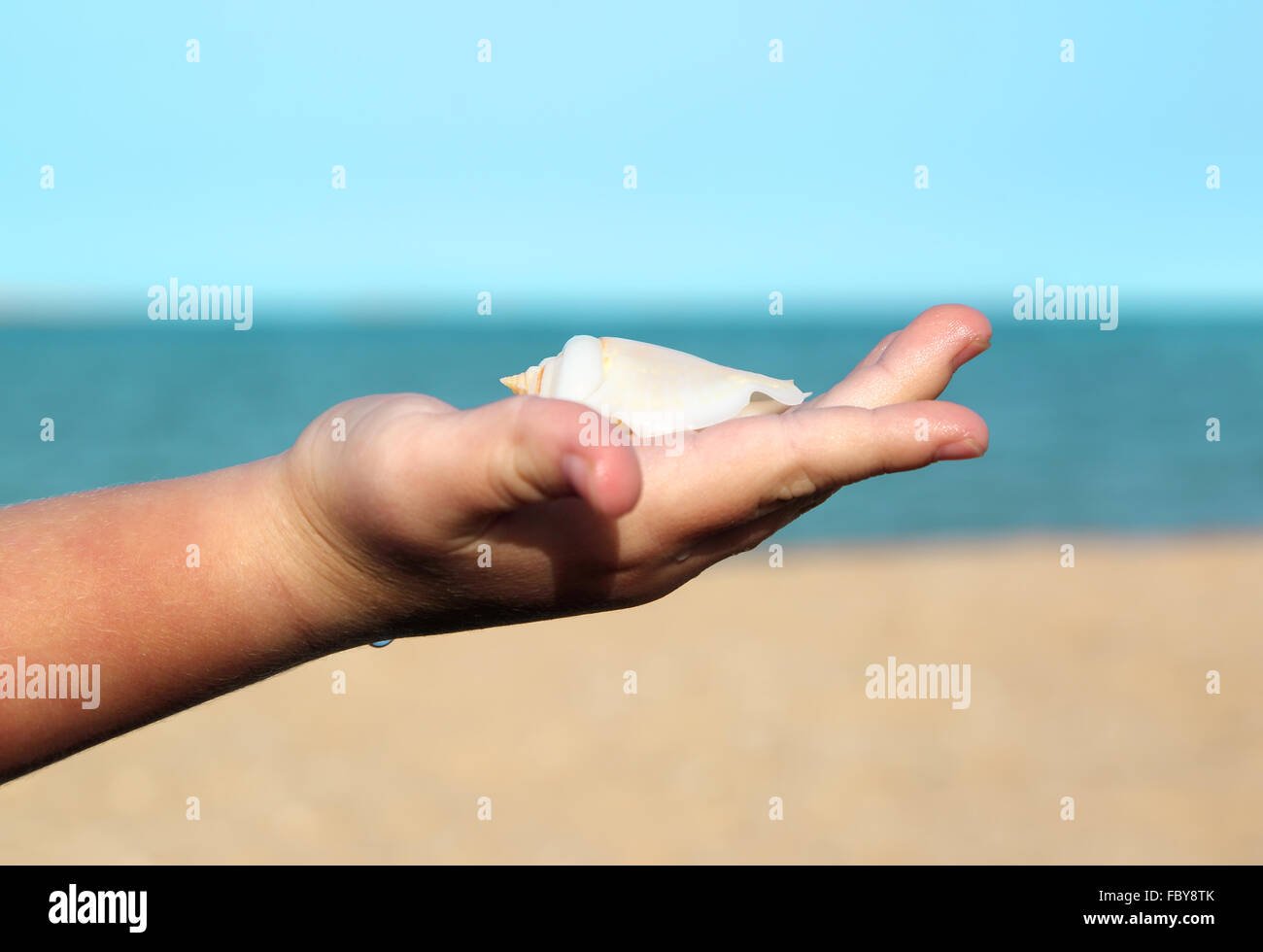 shell in baby palm on sea background Stock Photo - Alamy
