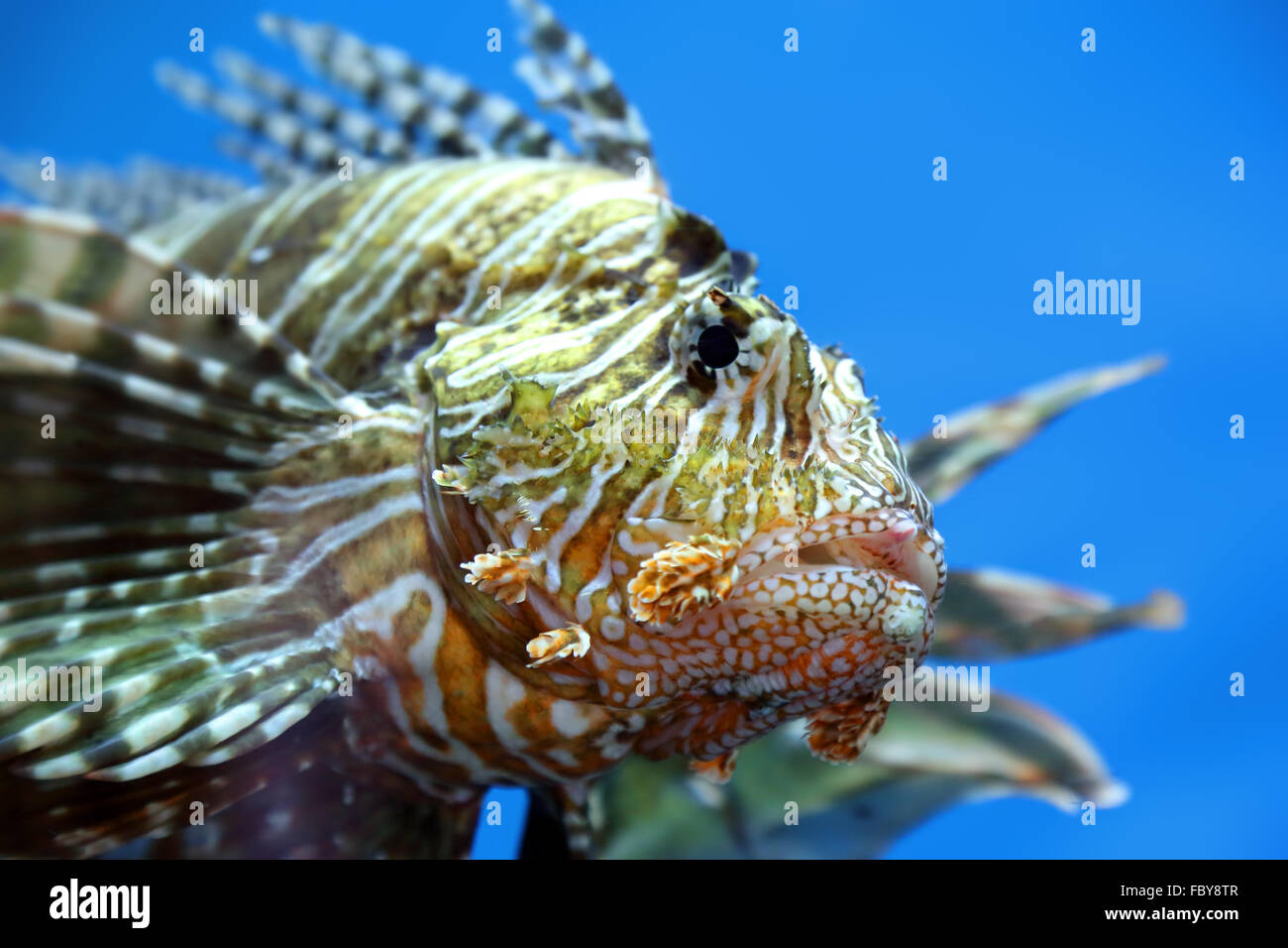 Zebrafish hi-res stock photography and images - Alamy