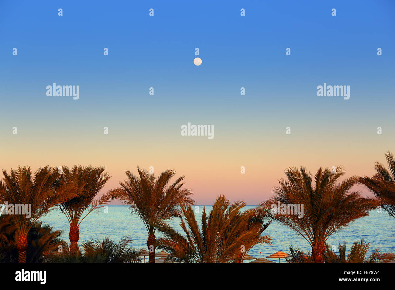Palm trees with moon hi-res stock photography and images - Alamy