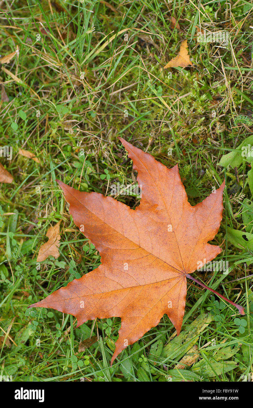 One maple leaf Stock Photo - Alamy