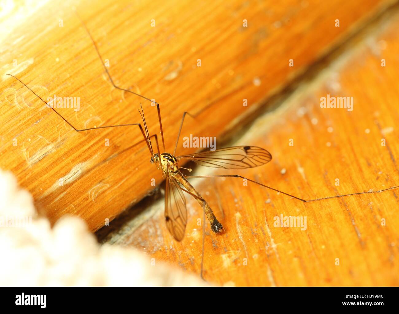 Mosquito bite animal hi-res stock photography and images - Alamy