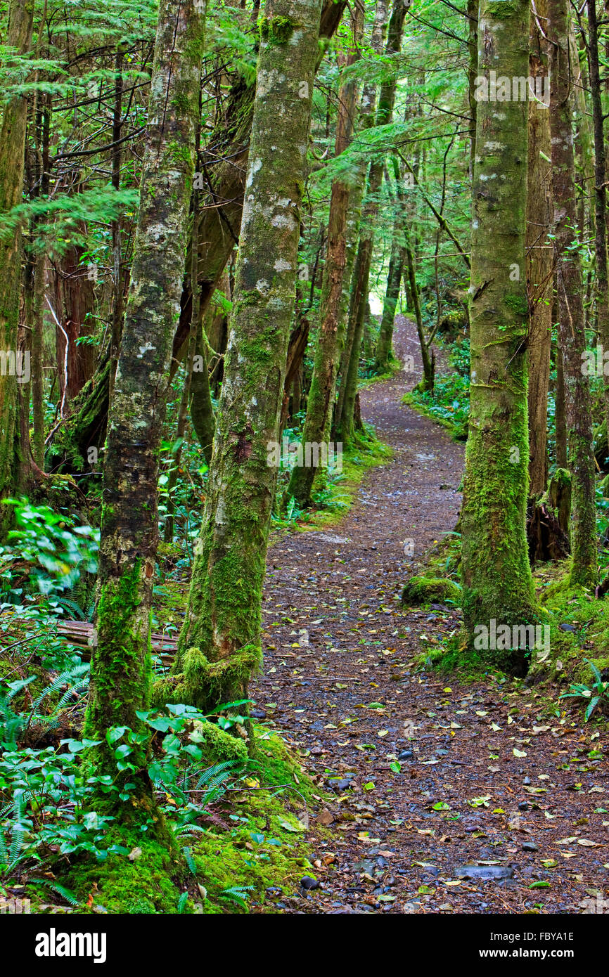 Trail to San Josef Bay, Cape Scott Provincial Park, Northern Vancouver ...
