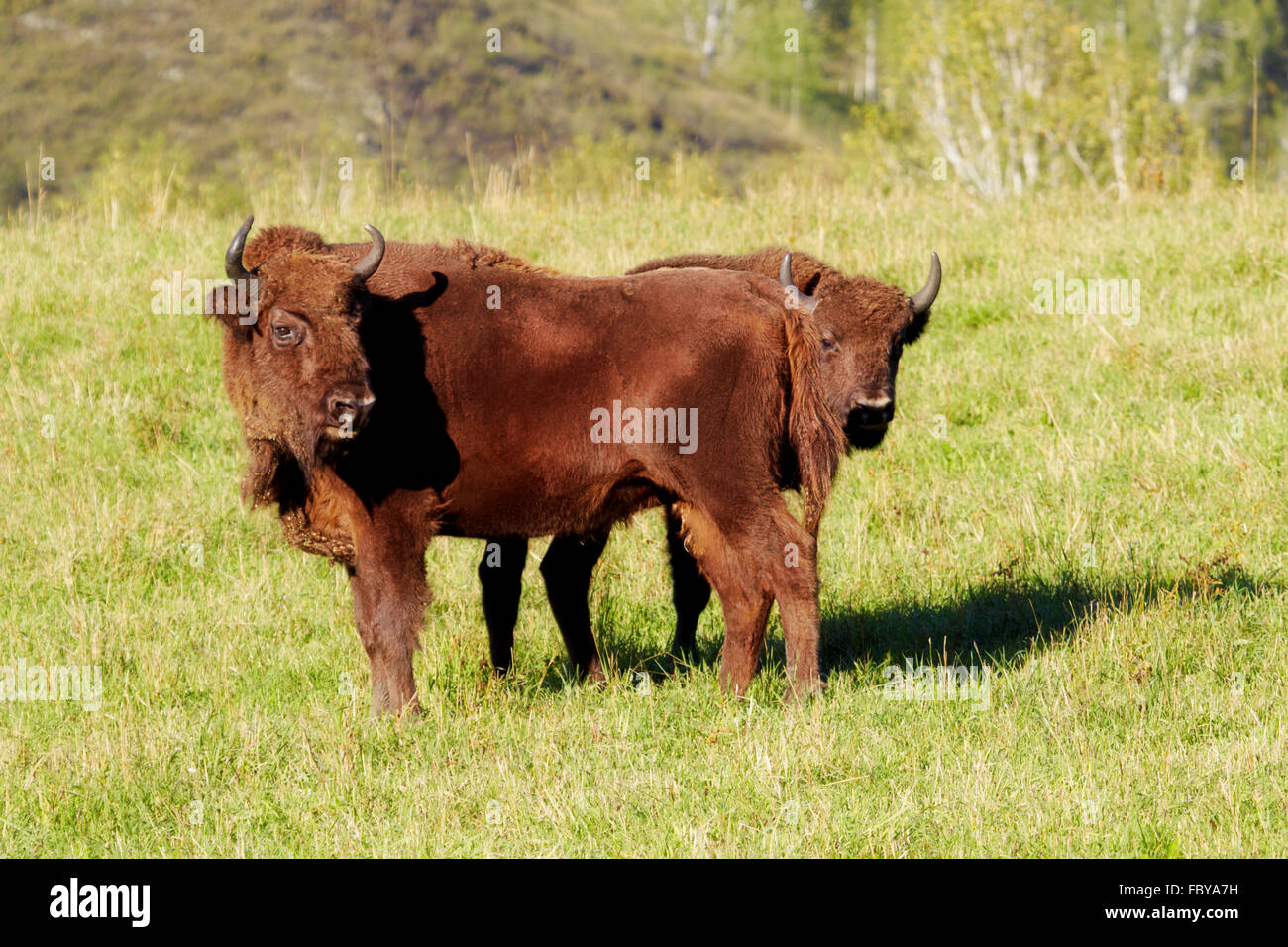 Male bison herd pasture hi-res stock photography and images - Alamy