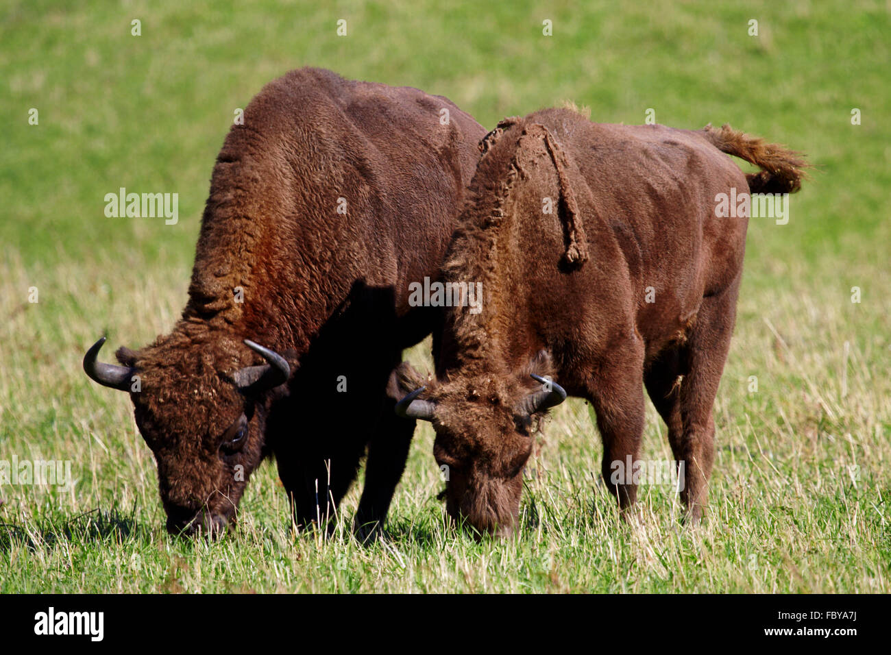 Male bison herd pasture hi-res stock photography and images - Alamy