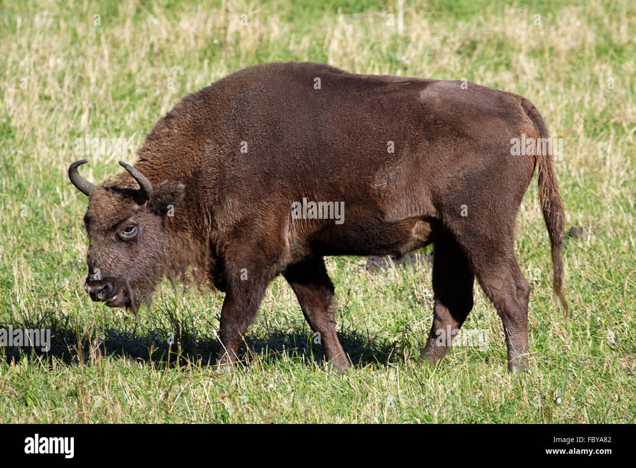 Male bison herd pasture hi-res stock photography and images - Alamy