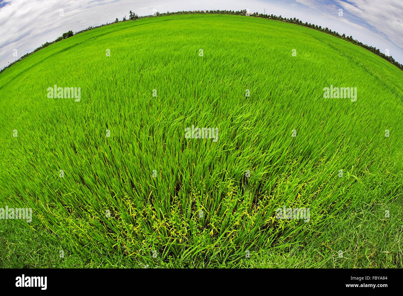 Green rice field Stock Photo - Alamy