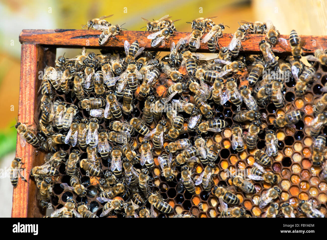Honeycomb queen nest hi-res stock photography and images - Alamy