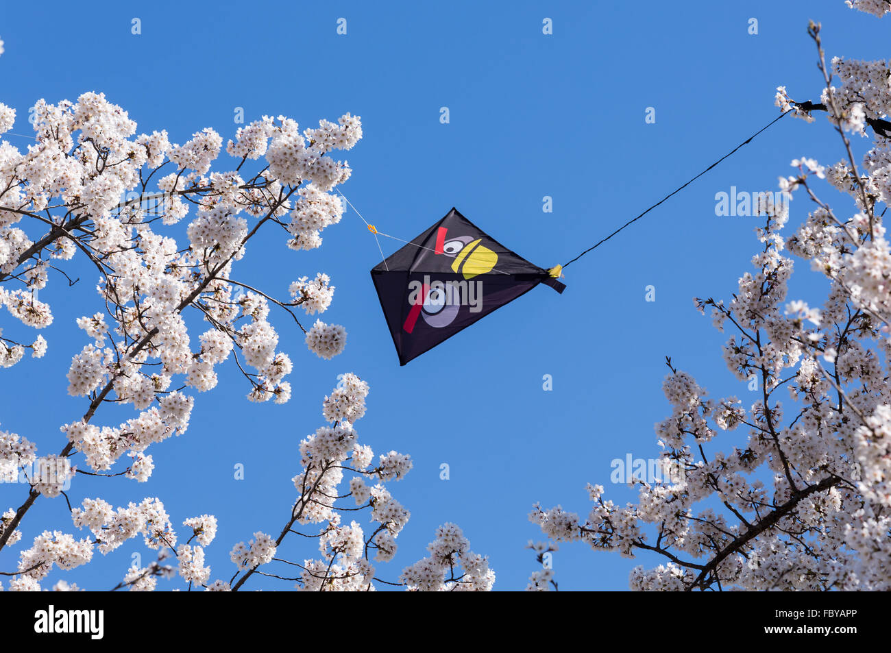 Cherry blossom kite festival hi-res stock photography and images - Alamy
