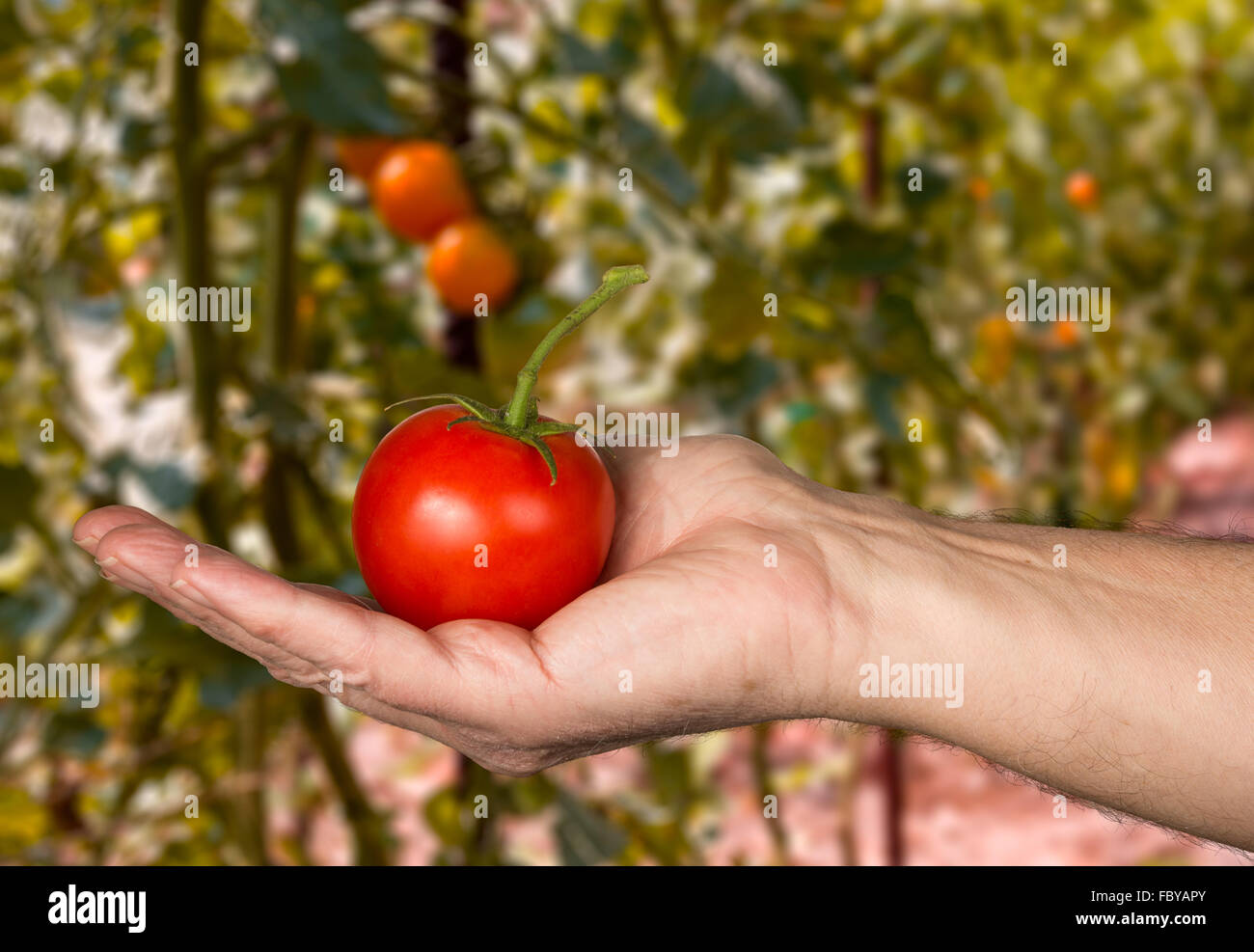 Caucasian mans hand holding large organic tomato Stock Photo - Alamy