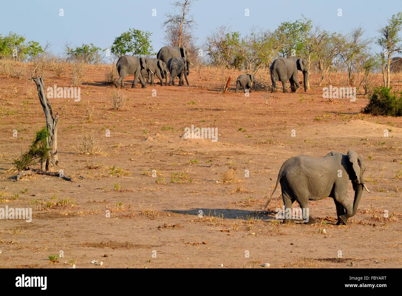 Baby elephants elephants in chobe national park hi-res stock ...
