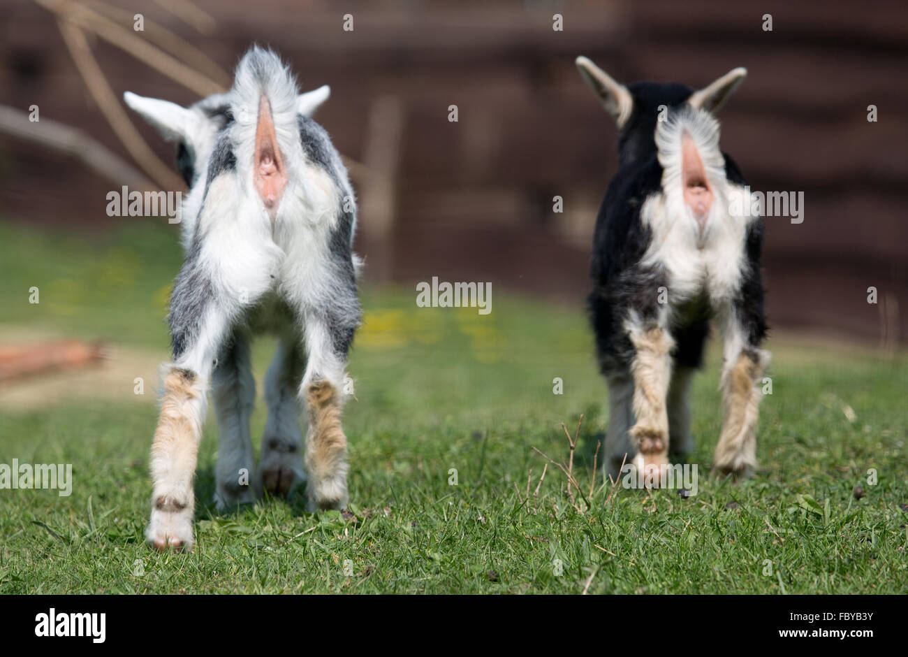 Young goats hi-res stock photography and images - Alamy