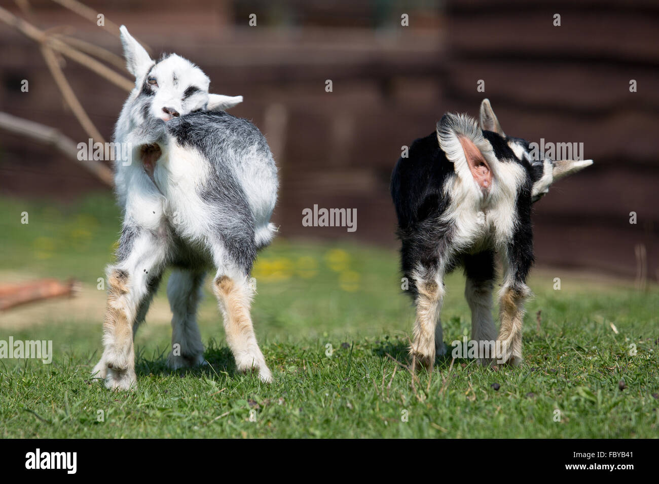 two young goats from the back Stock Photo - Alamy