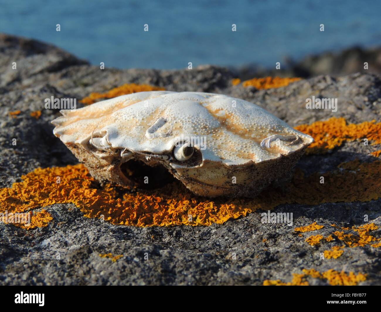 Yellow rock crab hi-res stock photography and images - Alamy