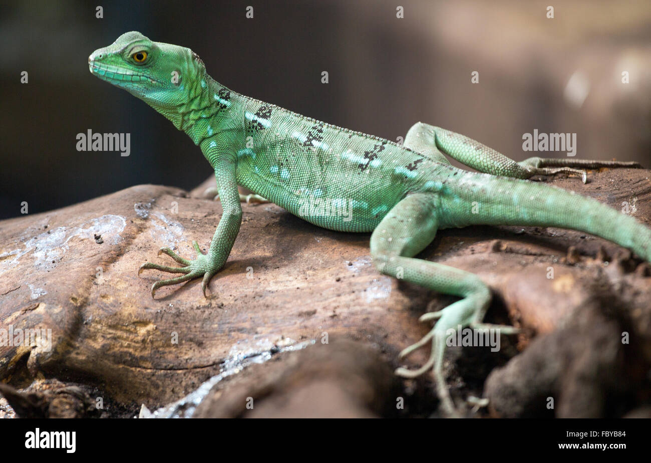 Reptil gecko hi-res stock photography and images - Alamy
